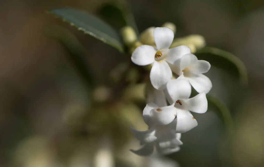 Introducing osmanthus fusion - CPL Aromas