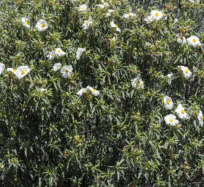 Perfumer’s treasure chest: Labdanum & Cistus - CPL Aromas