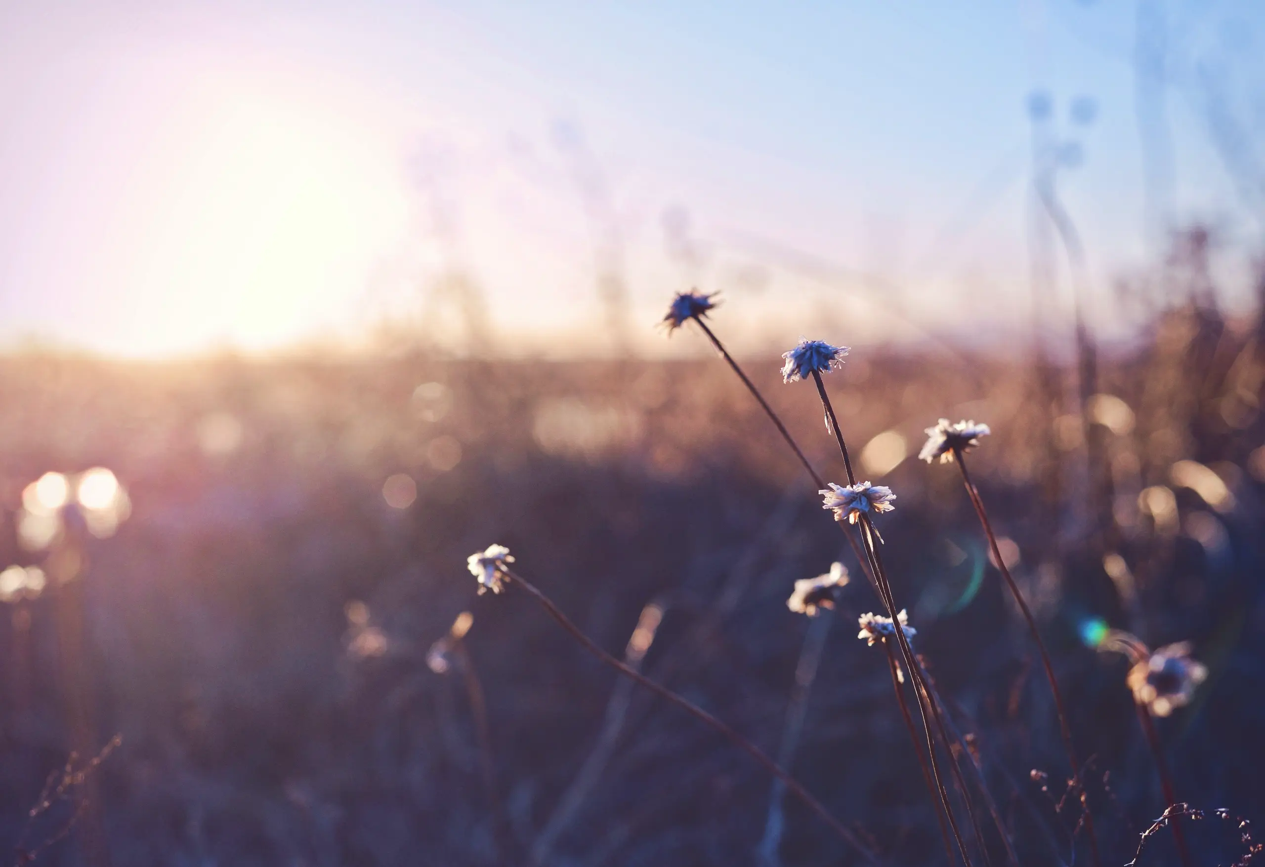 AromaWellness - CPL Aromas